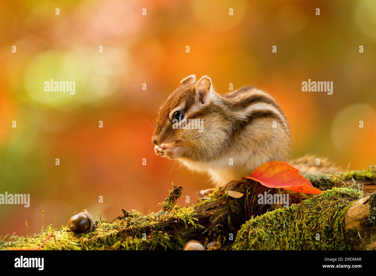 Chipmunk Acorn High Resolution Stock Photography and Images - Alamy