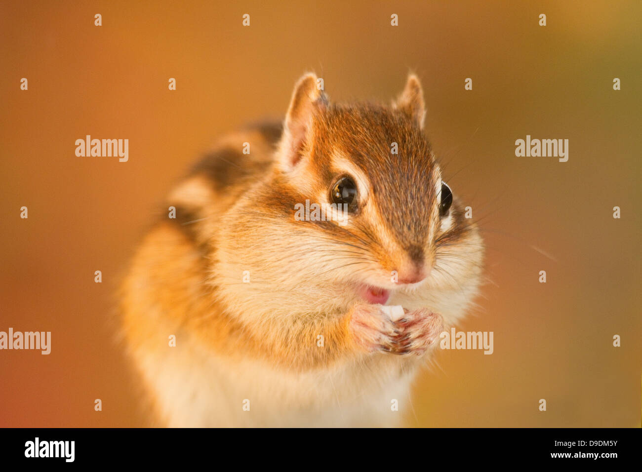 Cute chipmunk eating acorn hi-res stock photography and images - Alamy