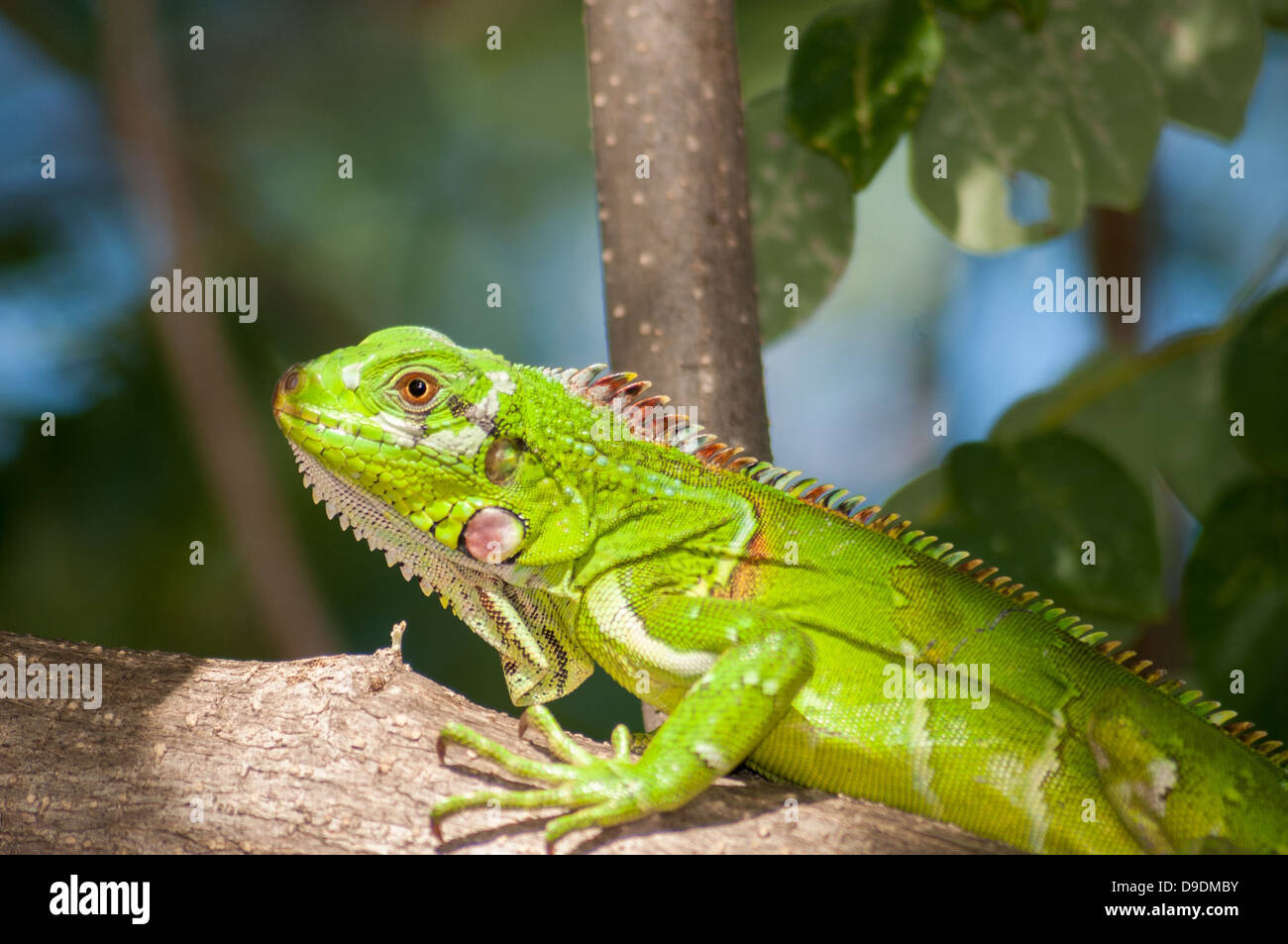 Reptile macro hi-res stock photography and images - Alamy