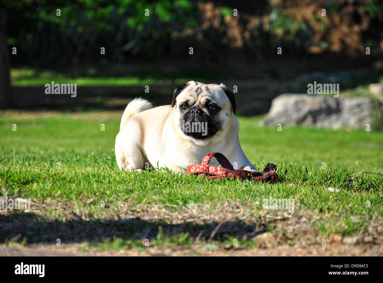 pug dog in a garden Stock Photo - Alamy
