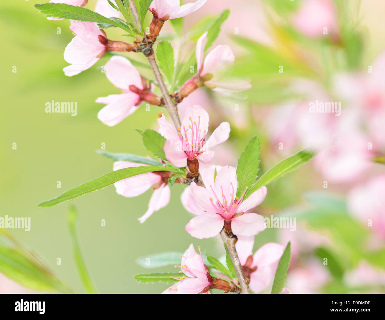 Spring cherry blossoms Stock Photo - Alamy