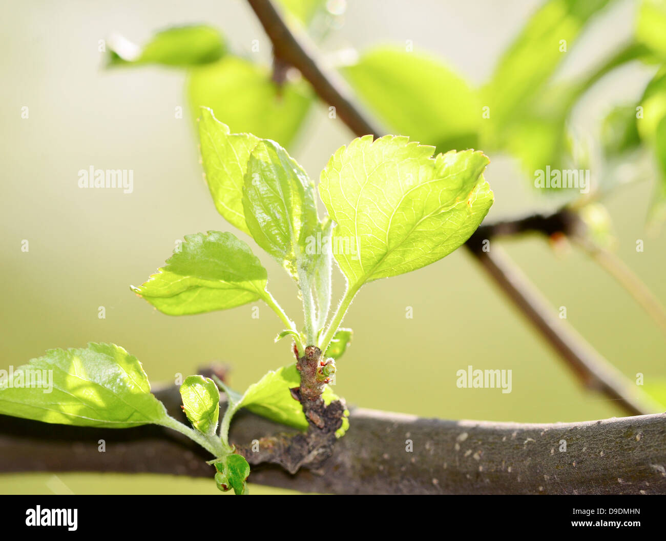 Abstract apple tree foliage hi-res stock photography and images - Alamy