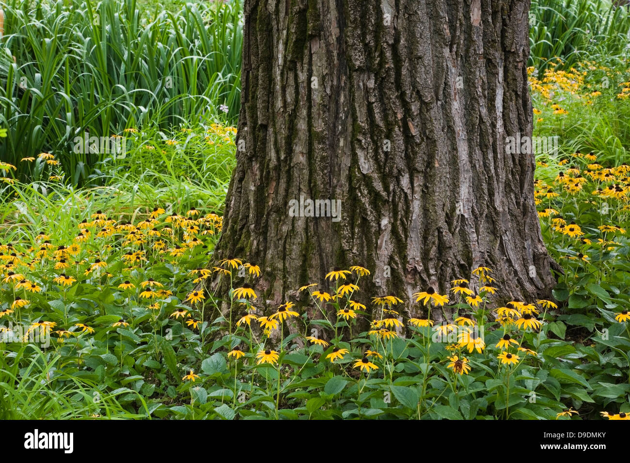 Susan flowers hi-res stock photography and images - Alamy