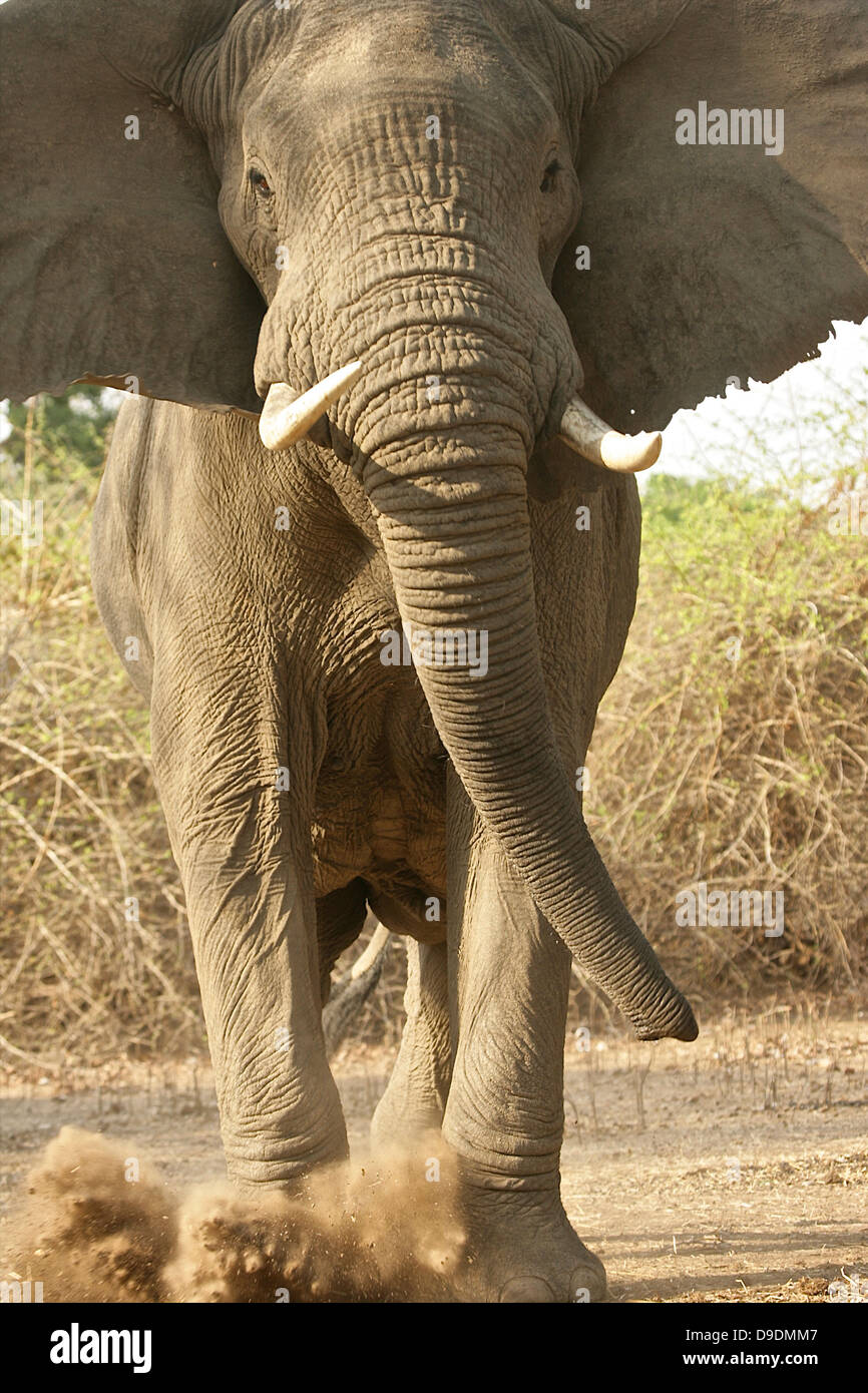 Aggressive African Elephant kicking dust, Mana Pools National Park ...