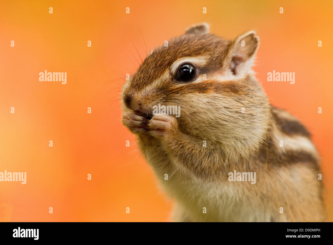 Chipmunk hi-res stock photography and images - Alamy