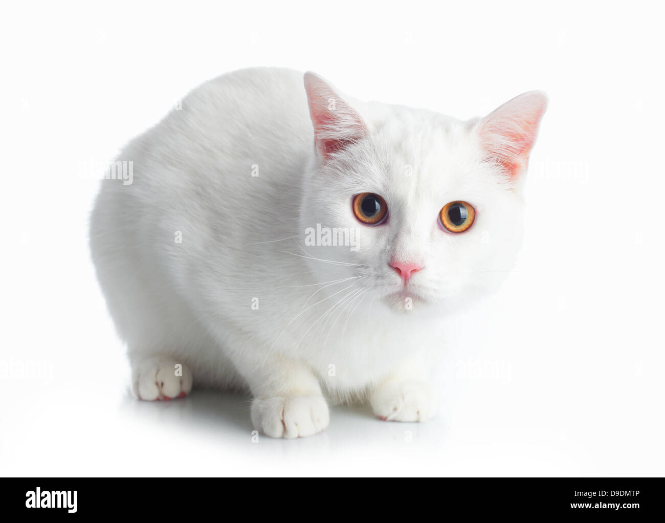 Yellow feline eyes Cut Out Stock Images & Pictures - Alamy