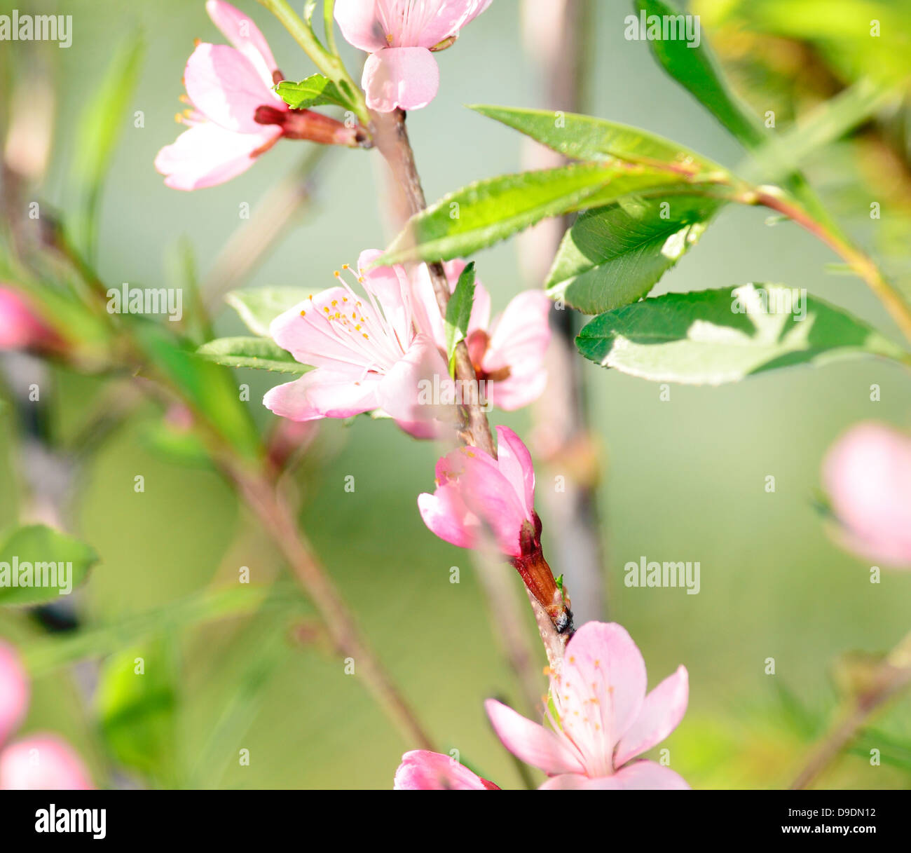 Spring cherry blossoms Stock Photo - Alamy