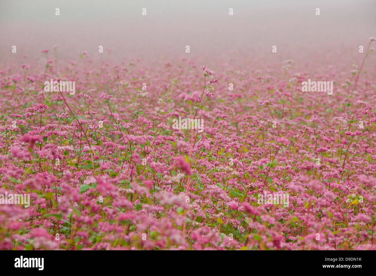 Red buckwheat field Stock Photo - Alamy