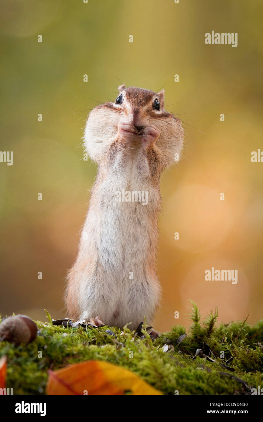 Chipmunk hi-res stock photography and images - Alamy