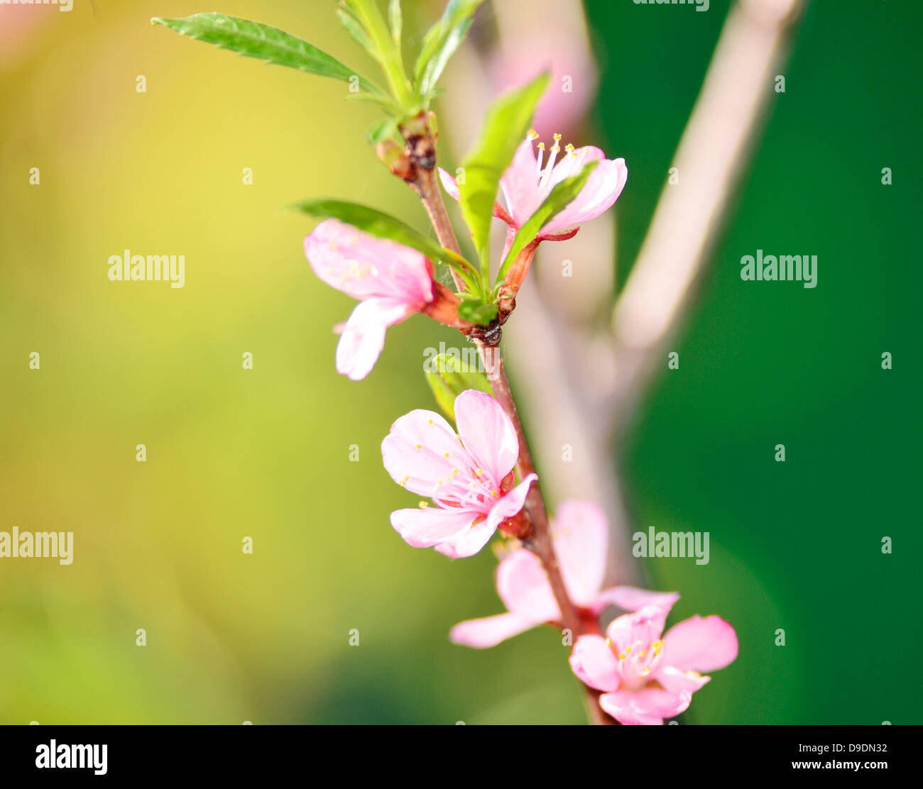 Spring season - pink flowers of cherry Stock Photo - Alamy
