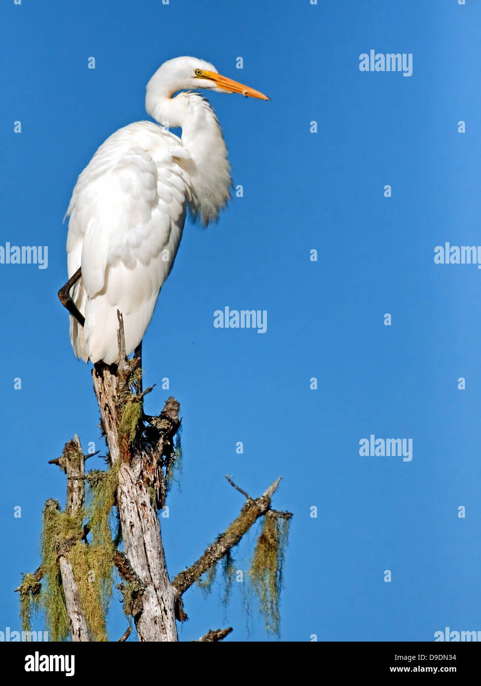giant egret bird wildlife perch sky closeup macro Stock Photo - Alamy