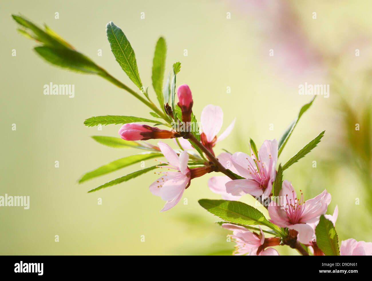 Spring season - pink flowers of cherry Stock Photo - Alamy