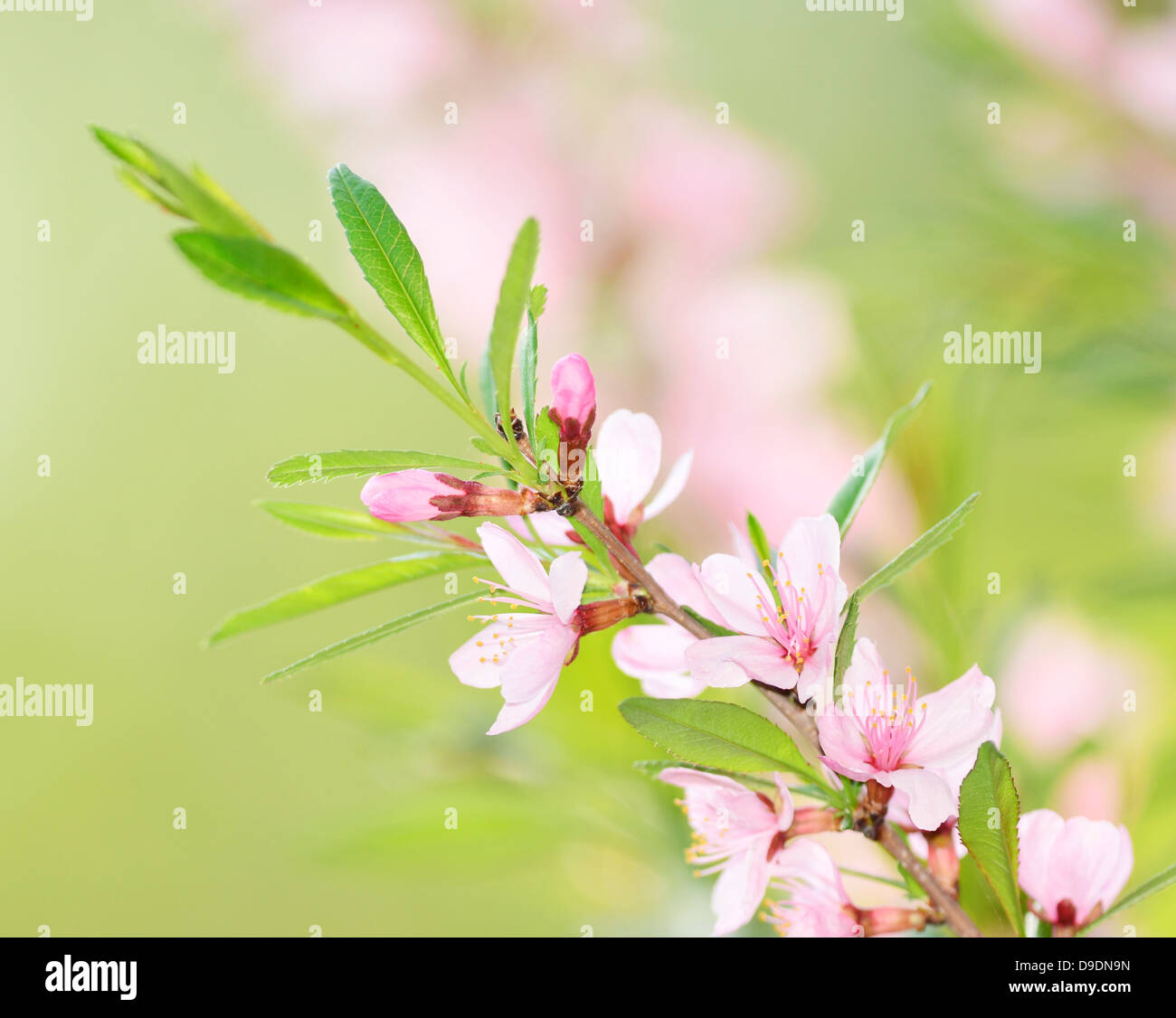 Spring season - pink flowers of cherry Stock Photo - Alamy