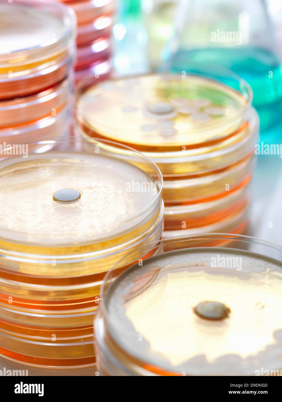 Antibiotic petri dish resistant hi-res stock photography and images - Alamy
