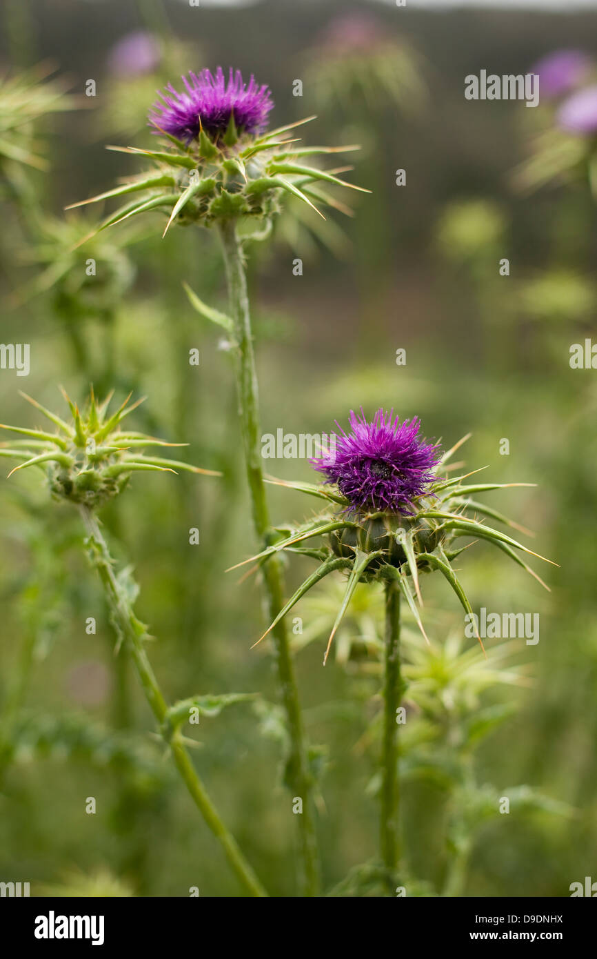 Purple thistles hi-res stock photography and images - Alamy