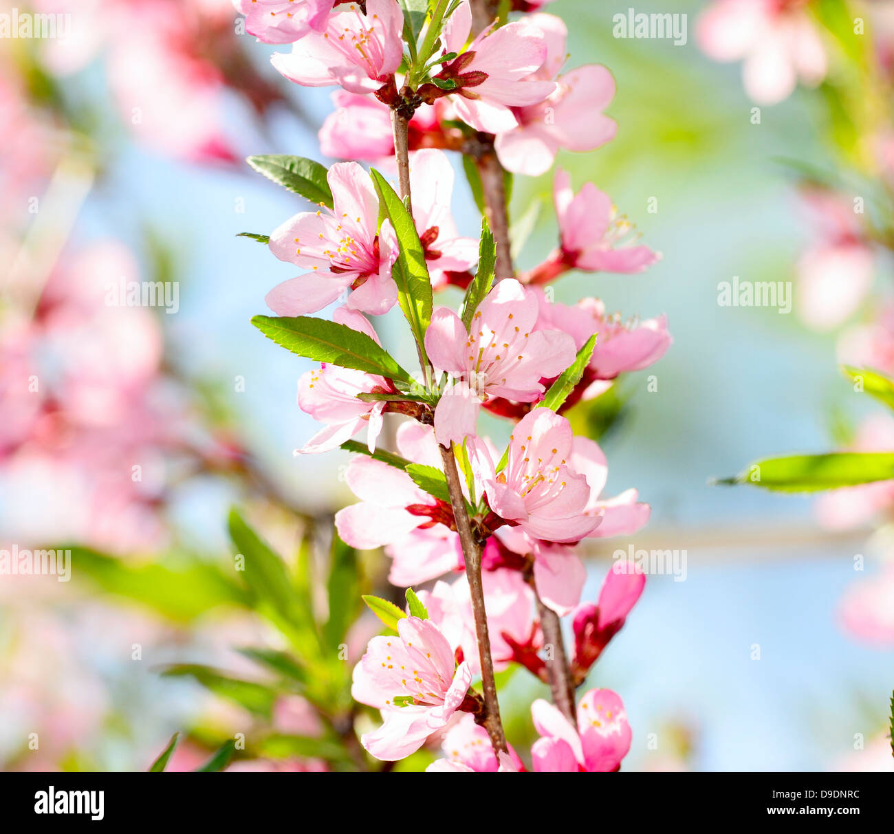 Spring season - pink flowers of cherry Stock Photo - Alamy