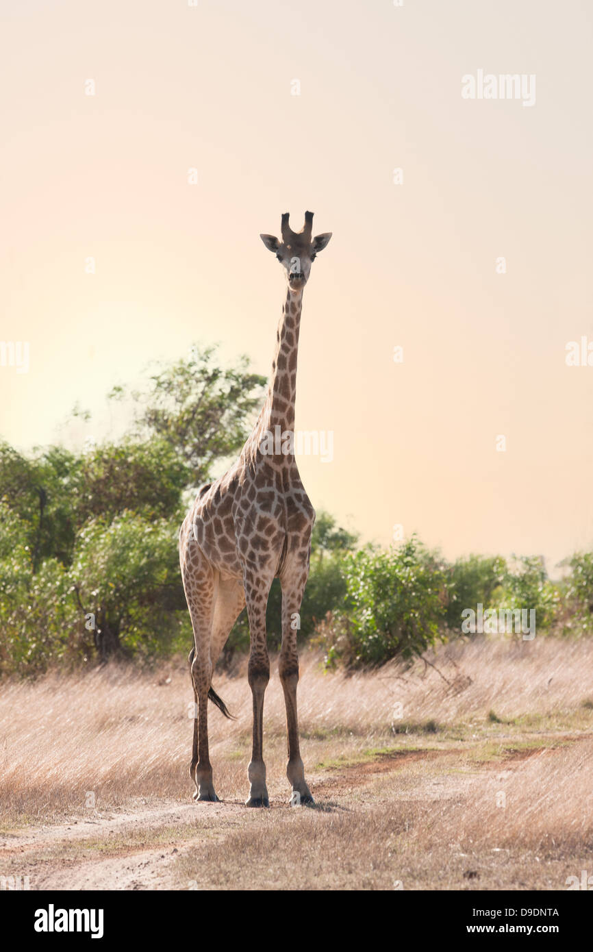 Wild giraffe on safari, Stellenbosch, South Africa Stock Photo - Alamy