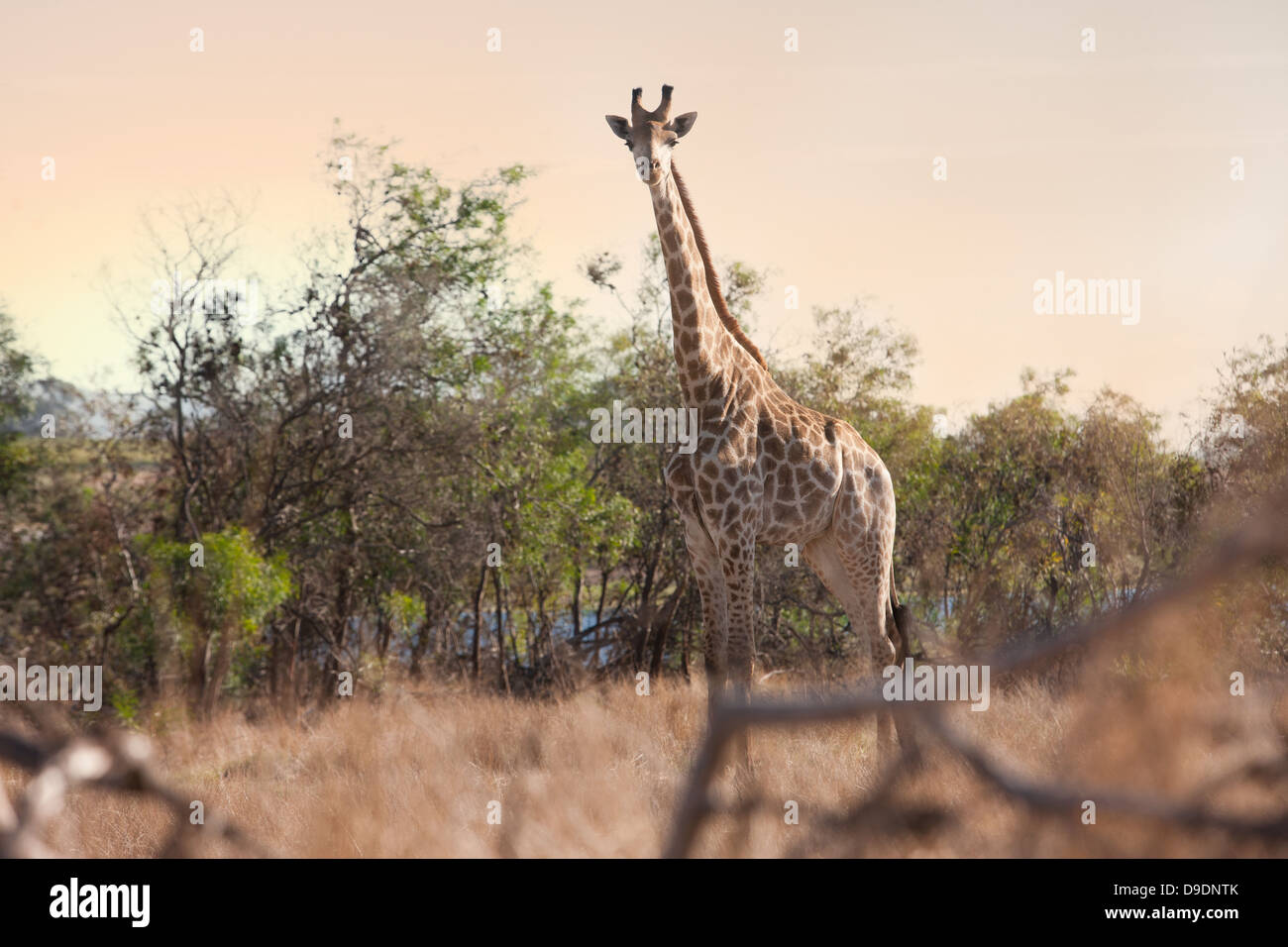 Wild giraffe on safari, Stellenbosch, South Africa Stock Photo - Alamy