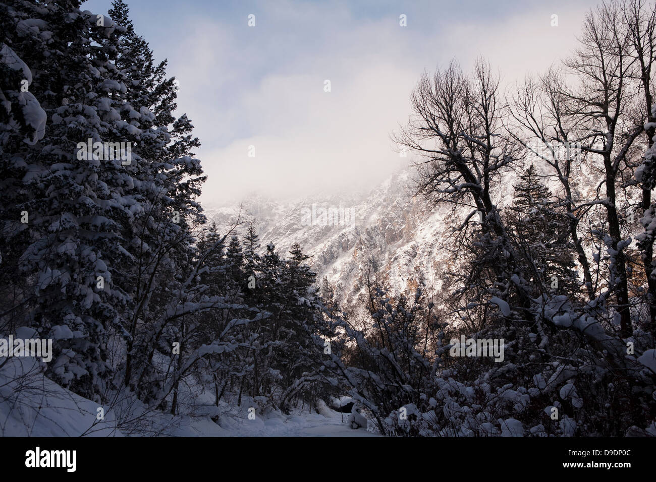 Wasatch forest hi-res stock photography and images - Alamy