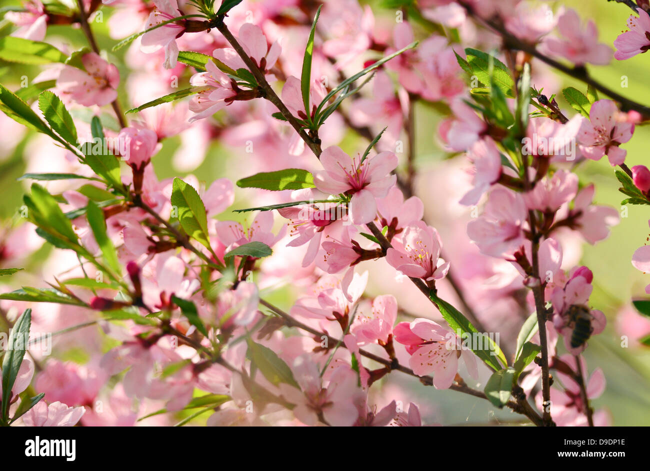 Spring season - pink flowers of cherry Stock Photo - Alamy