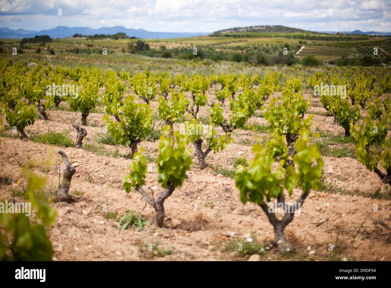 Vineyard priorat wine agriculture hi-res stock photography and images ...