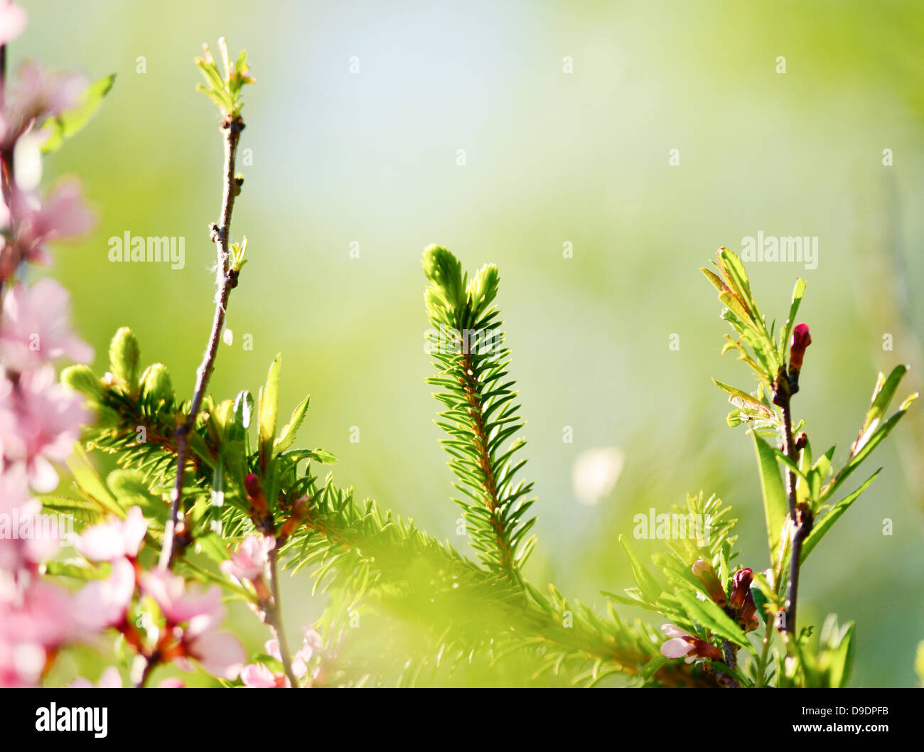 Brightly green prickly branches of a fur-tree or pine and flowers ...