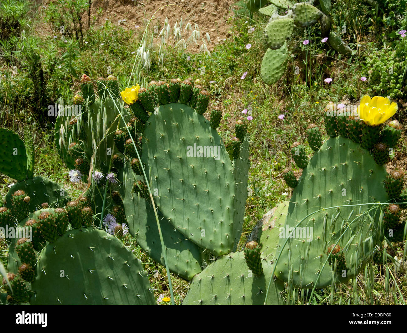 Cactus plant in Vinuela Spain Stock Photo - Alamy