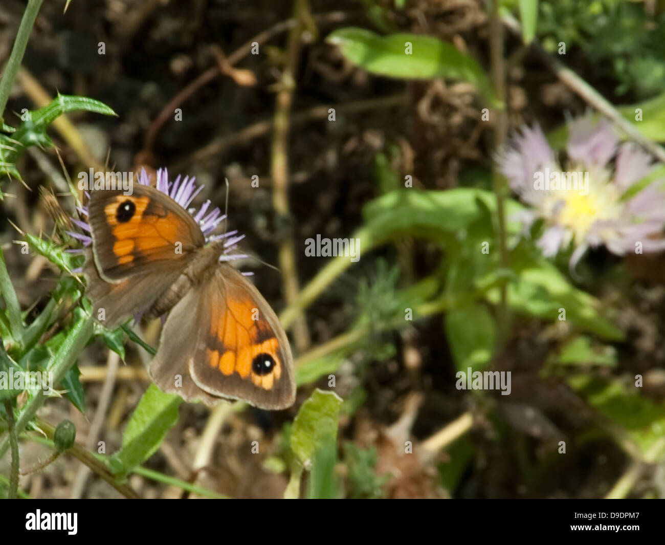 Spanish butterfly hi-res stock photography and images - Alamy