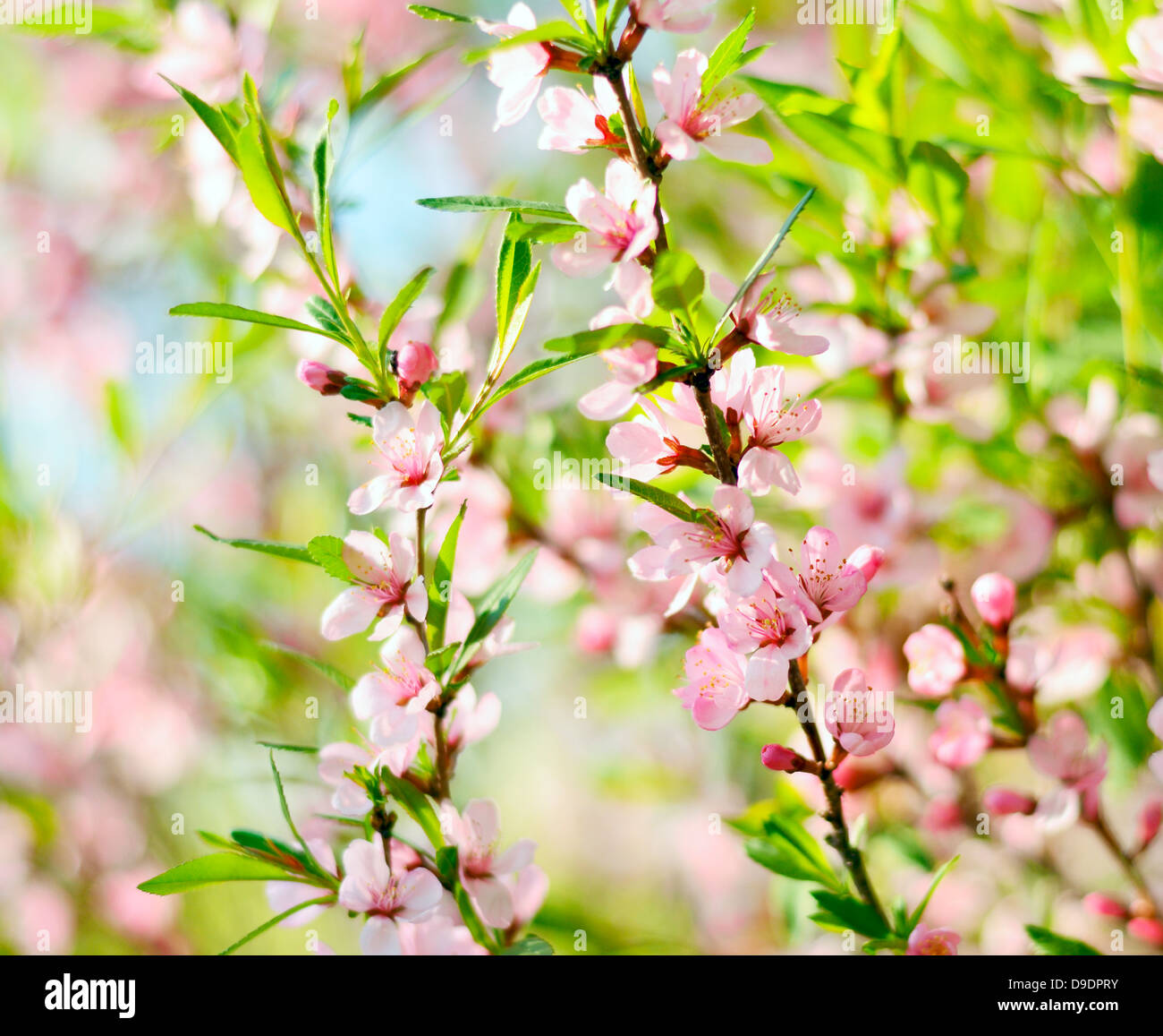 Spring season - pink flowers of cherry Stock Photo - Alamy