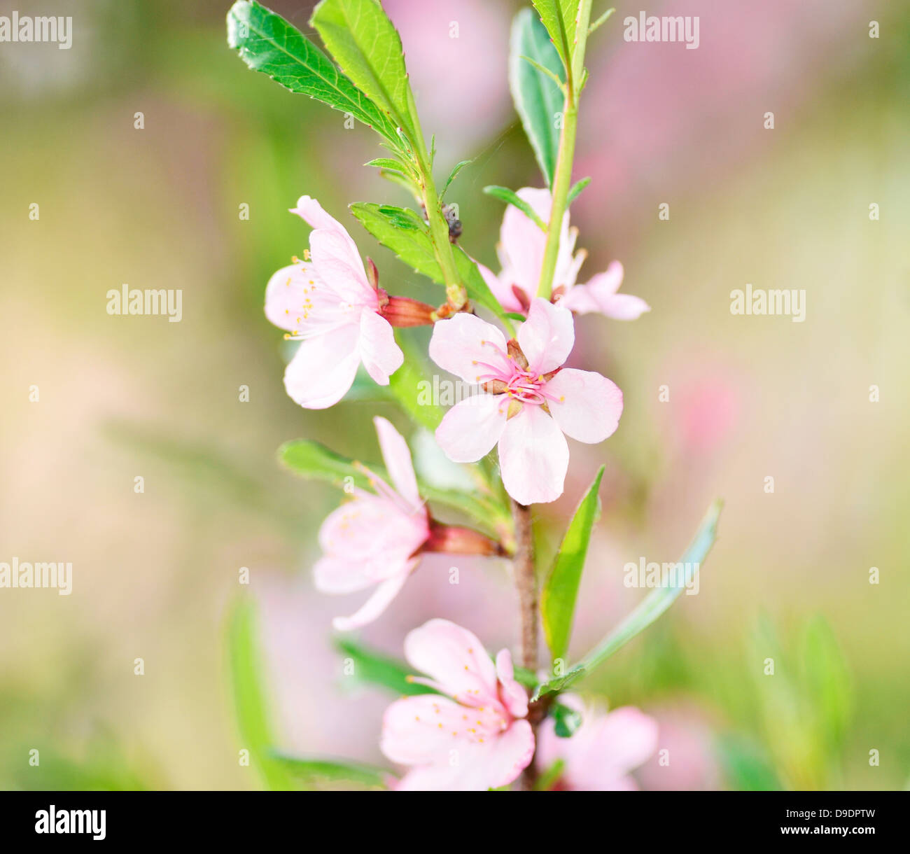 Spring season - pink flowers of cherry Stock Photo - Alamy