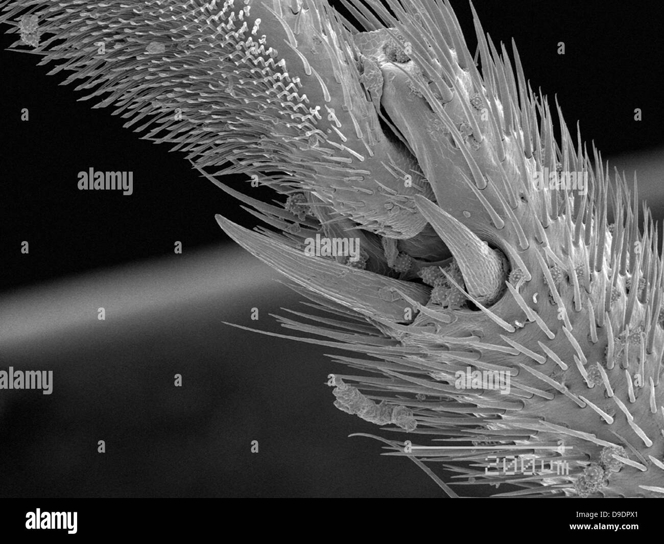 Longhorn beetle (Cerambycidae) leg SEM Stock Photo - Alamy