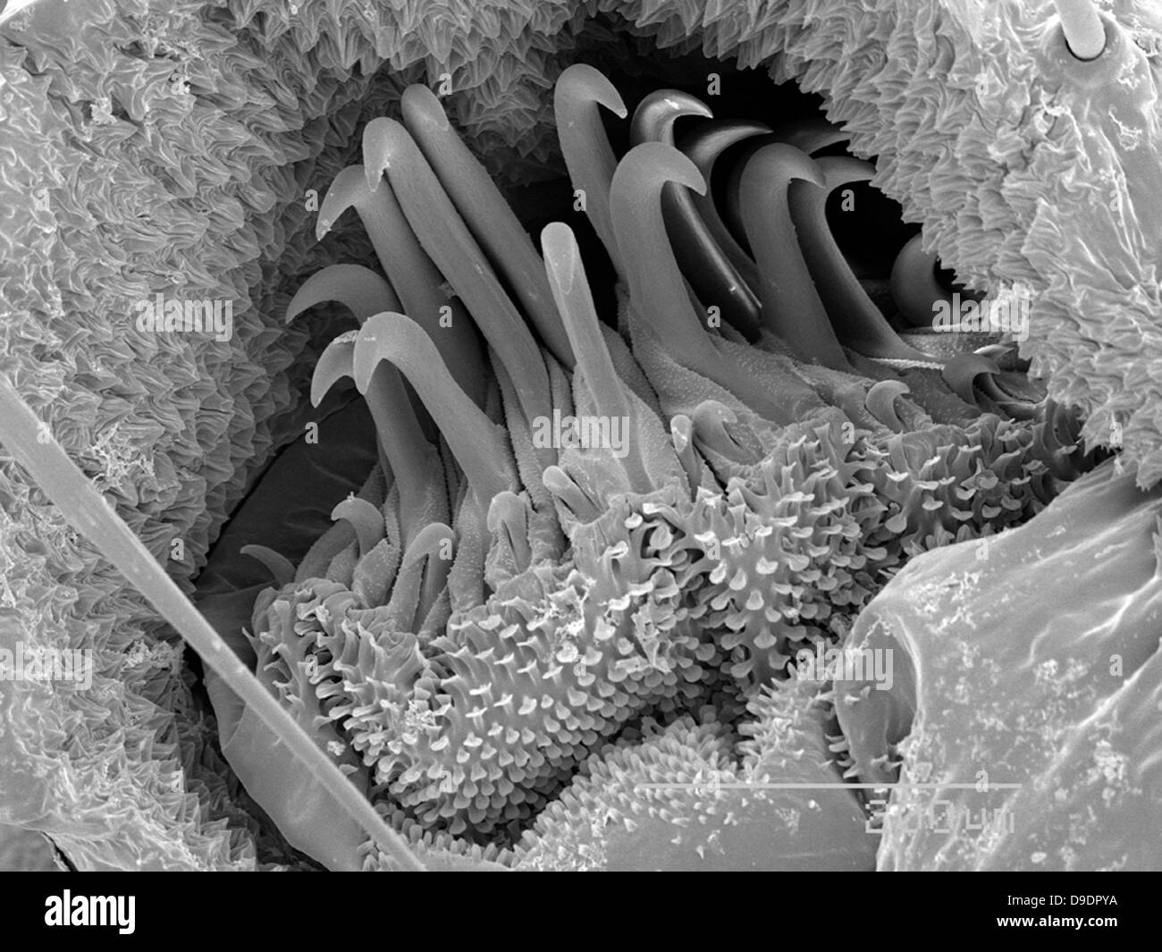 Nymphalidae animal Black and White Stock Photos & Images - Alamy