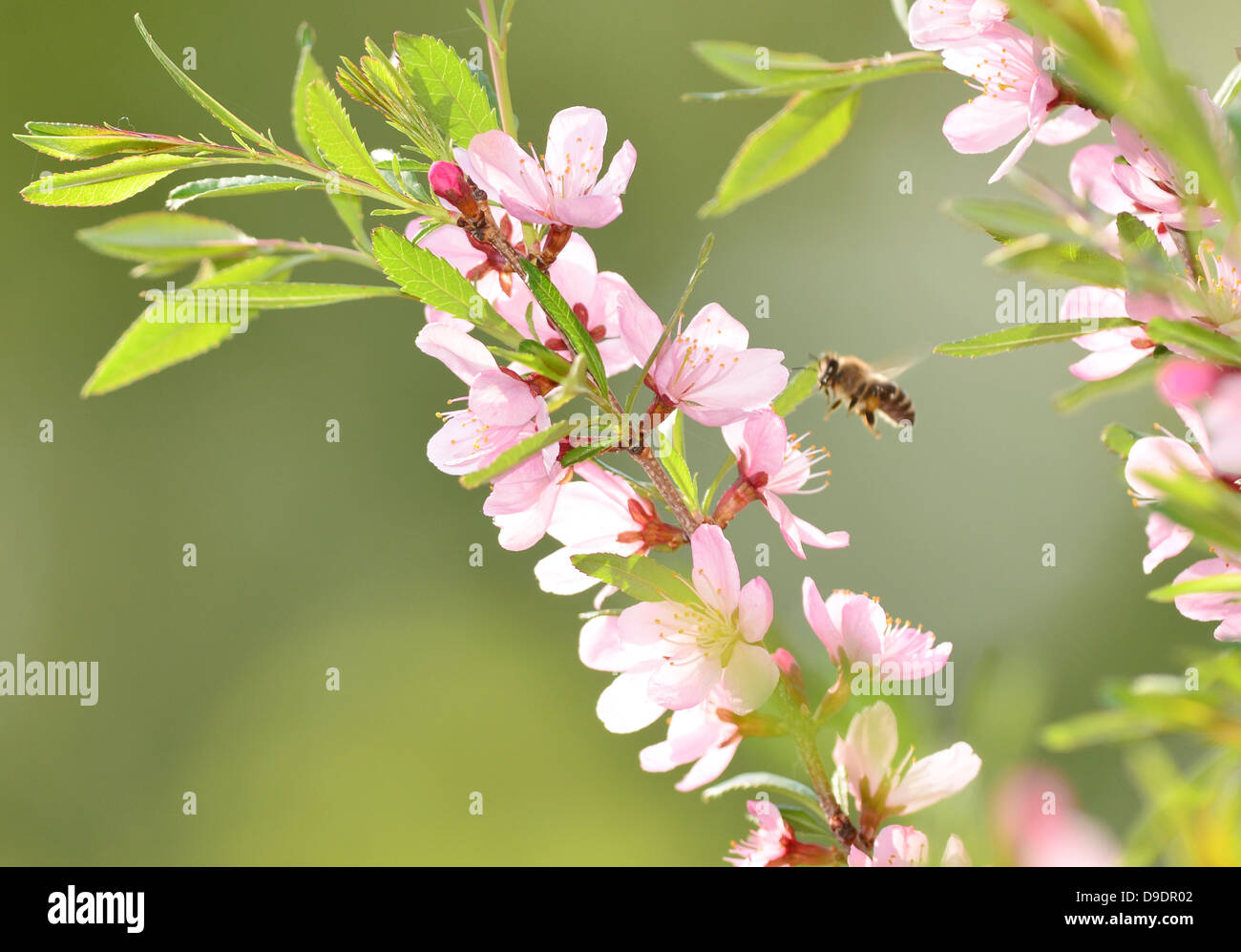 bee gathers pollen from a cherry tree Stock Photo - Alamy