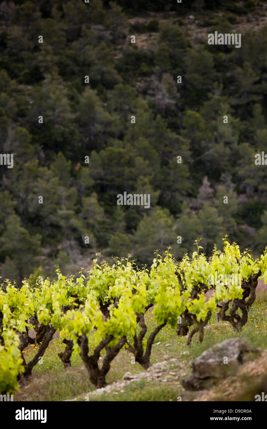Priorat Vineyards High Resolution Stock Photography and Images - Alamy