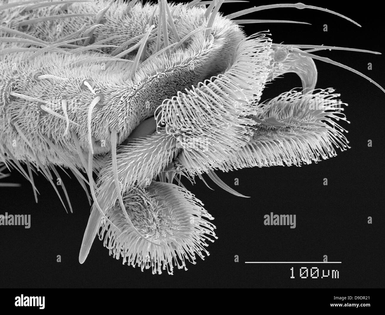 Insect sem Black and White Stock Photos & Images - Alamy