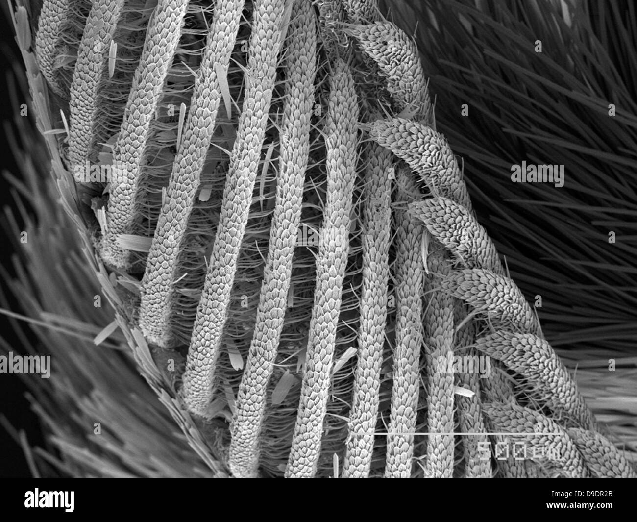 Moth antenna SEM Stock Photo - Alamy