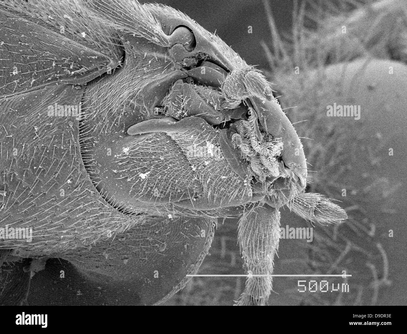 Beetle head SEM Stock Photo - Alamy