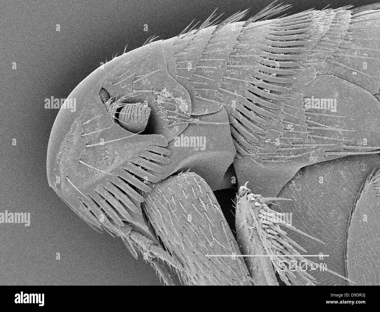 Flea anatomy hi-res stock photography and images - Alamy