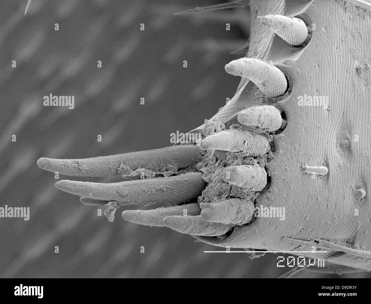 Silphidae hi-res stock photography and images - Alamy