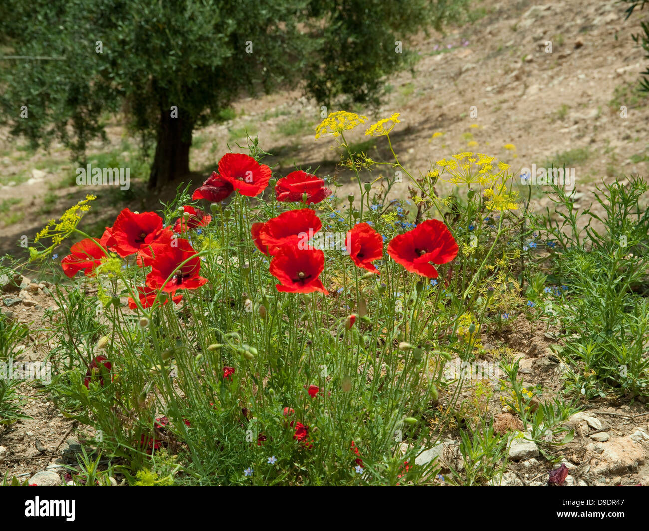 Poppies on a spanish hillside hi-res stock photography and images - Alamy