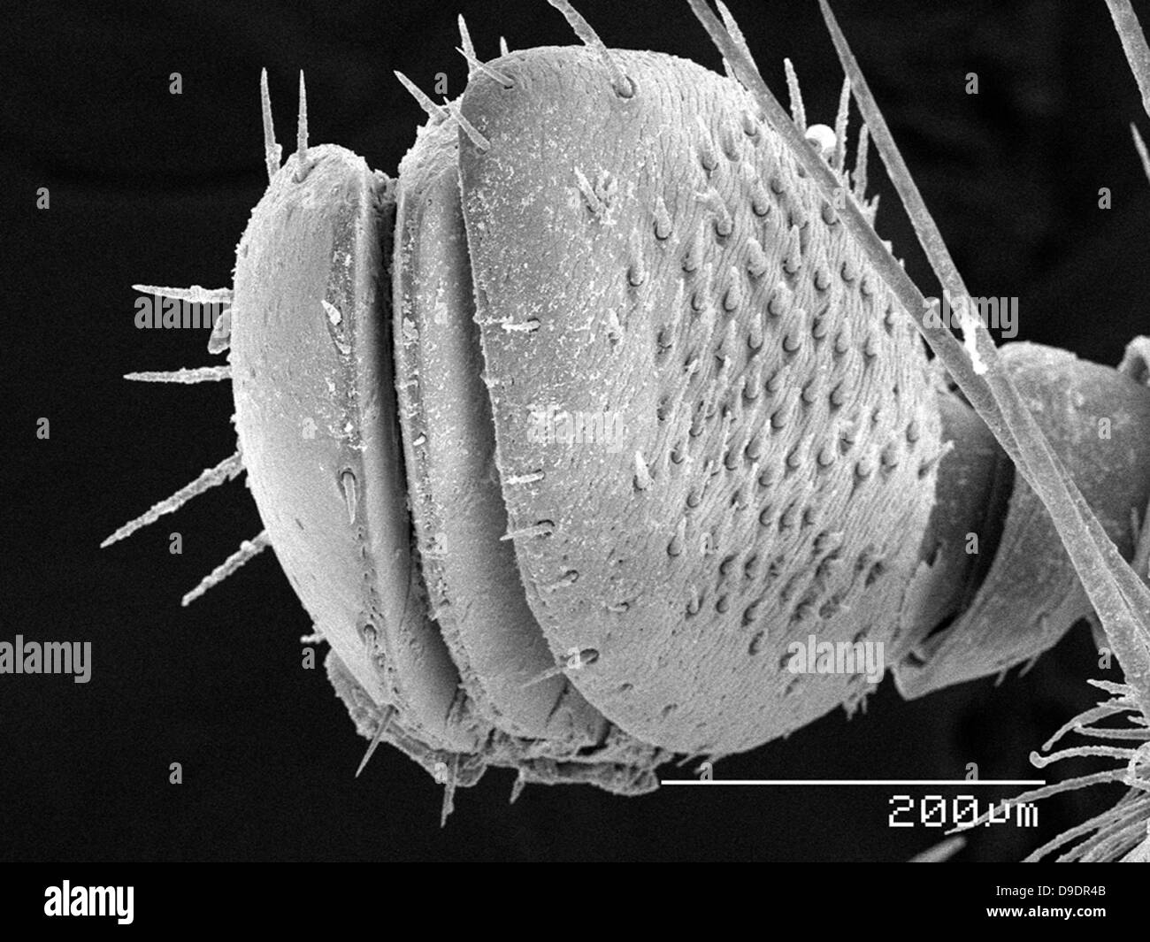 Insect Antenna Sem High Resolution Stock Photography and Images - Alamy