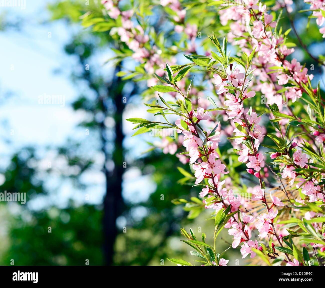 Flowers of cherry Stock Photo - Alamy
