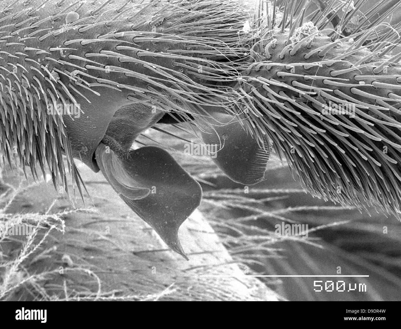 Bee close up microscope Black and White Stock Photos & Images - Alamy