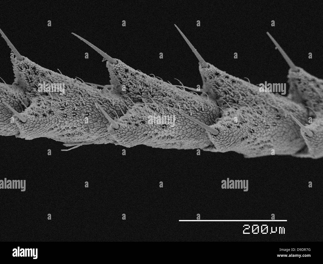 Insect Antenna Sem High Resolution Stock Photography and Images - Alamy