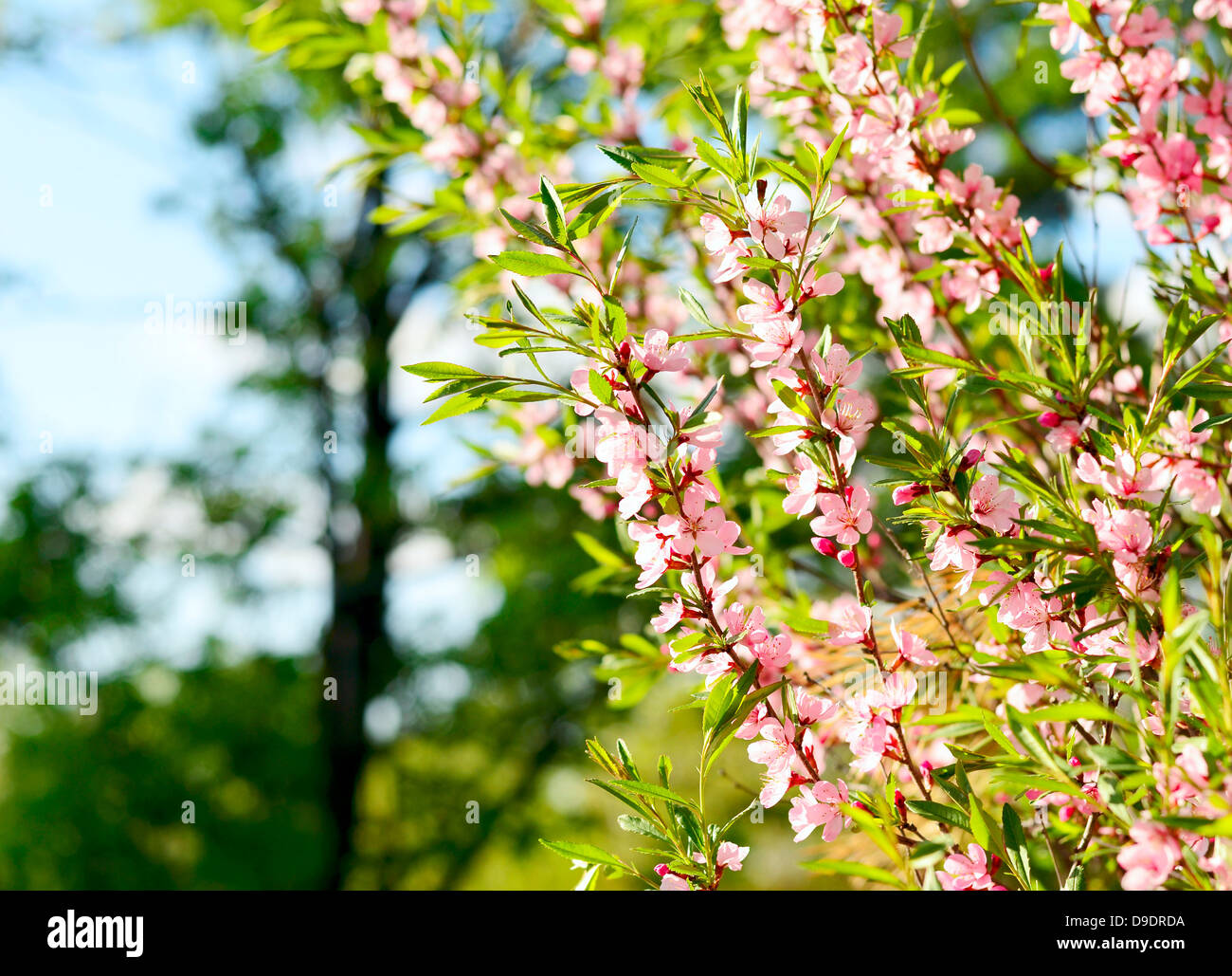 Spring season - pink flowers of cherry Stock Photo - Alamy