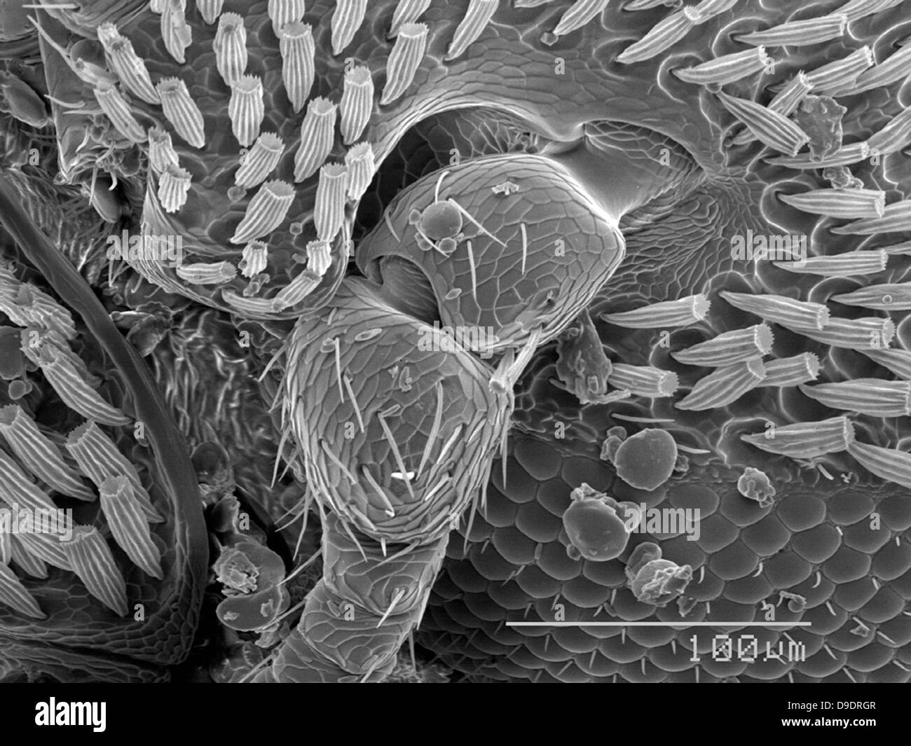 Beetle head hi-res stock photography and images - Alamy