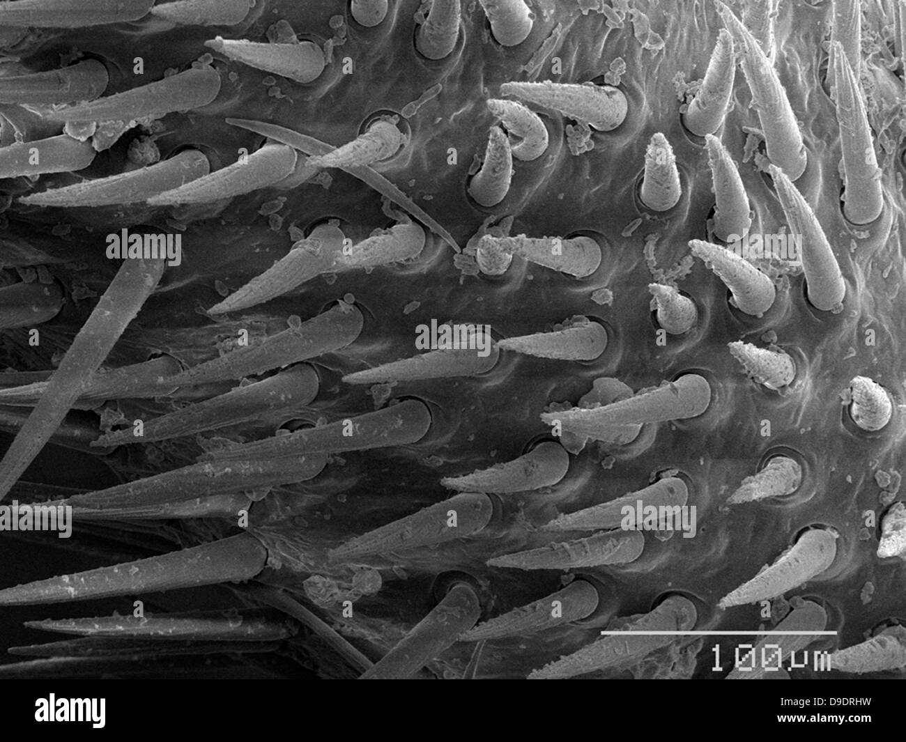 Cicada leg SEM Stock Photo - Alamy