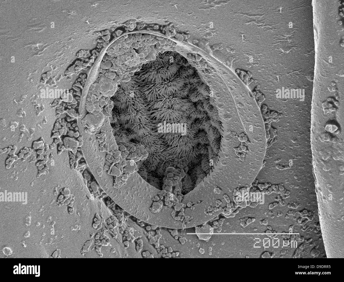 Beetle larva microscope Black and White Stock Photos & Images - Alamy