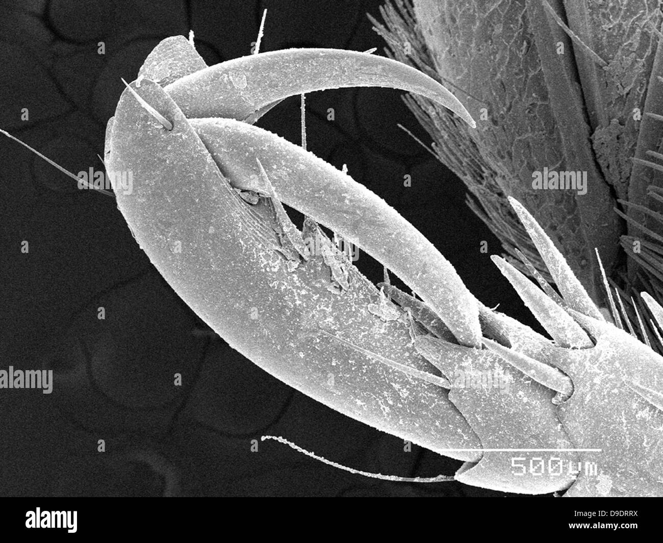 Tarsus Black and White Stock Photos & Images - Alamy