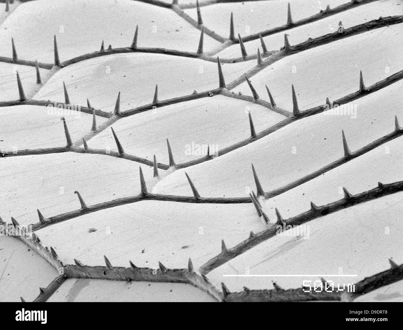 Dragonfly wing close up microscope hi-res stock photography and images ...